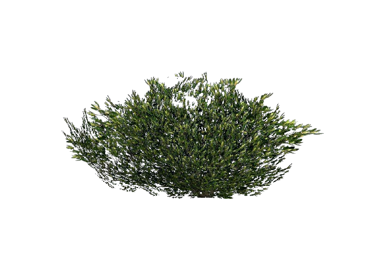 3D Bushes - Bush - ACCA software