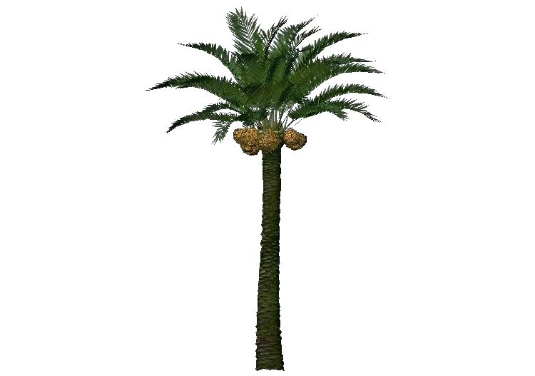 BIM Objects - Free Download! 三维树木 - Phoenix dactylifera or date palm ...