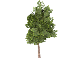 ÁRBOLES 3D - ACCA software